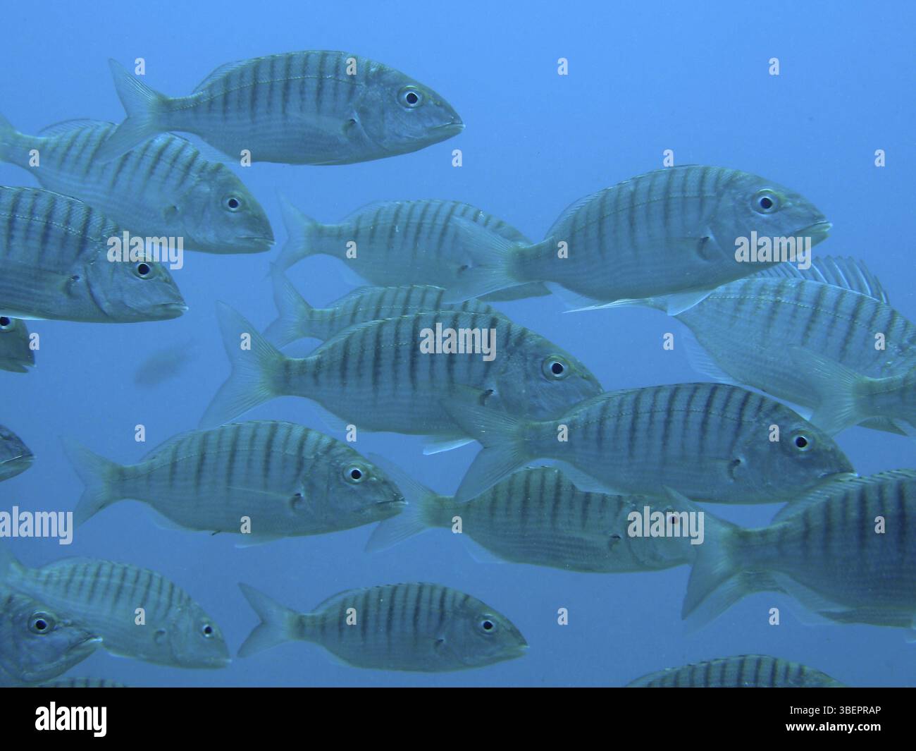 Marble bream (Lithognathus mormyrus Stock Photo - Alamy