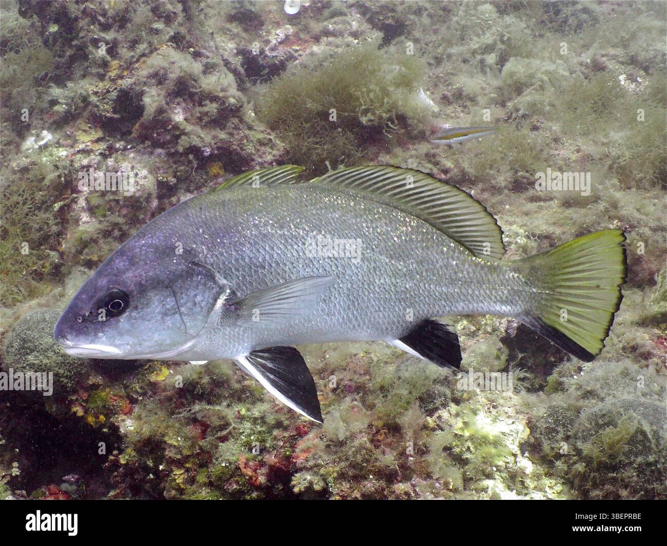 Mullet (Sciaena umbra Corvina nigra Stock Photo - Alamy