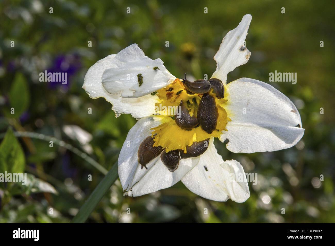 Spanish slugs eat daffodil flowers (Arion vulgaris Stock Photo - Alamy