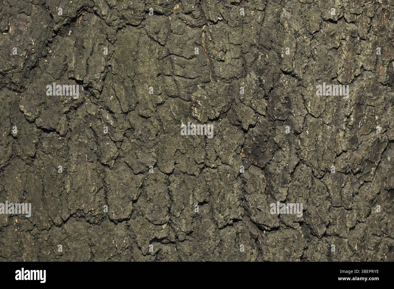 Holm oak, bark (Quercus ilex Stock Photo - Alamy