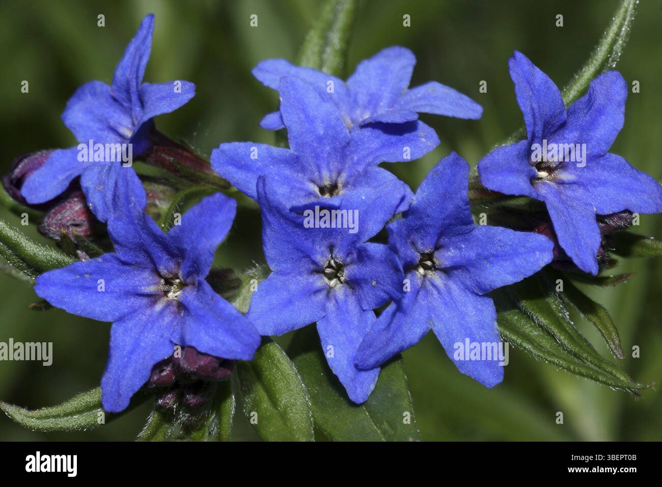 Buglossoides purpurocaerulea hi-res stock photography and images - Alamy