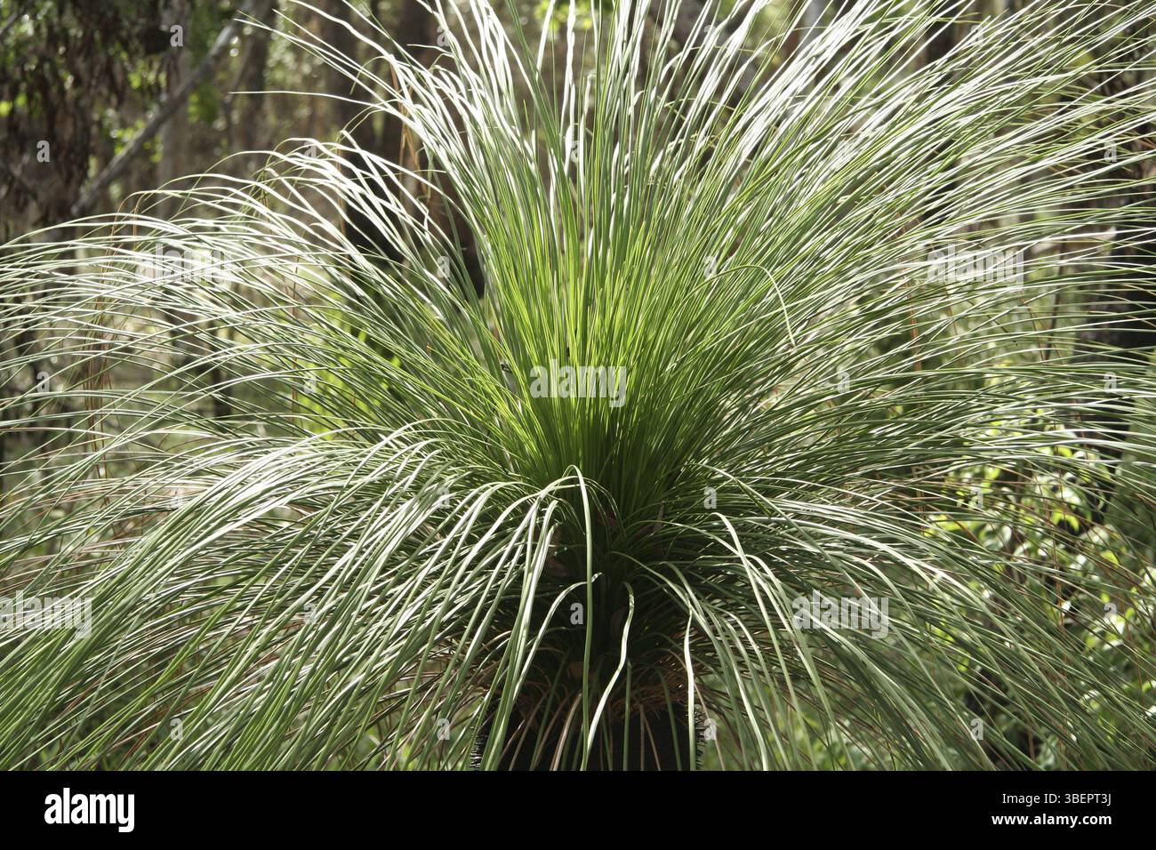 Grass tree (Xanthorrhoea australis Stock Photo - Alamy