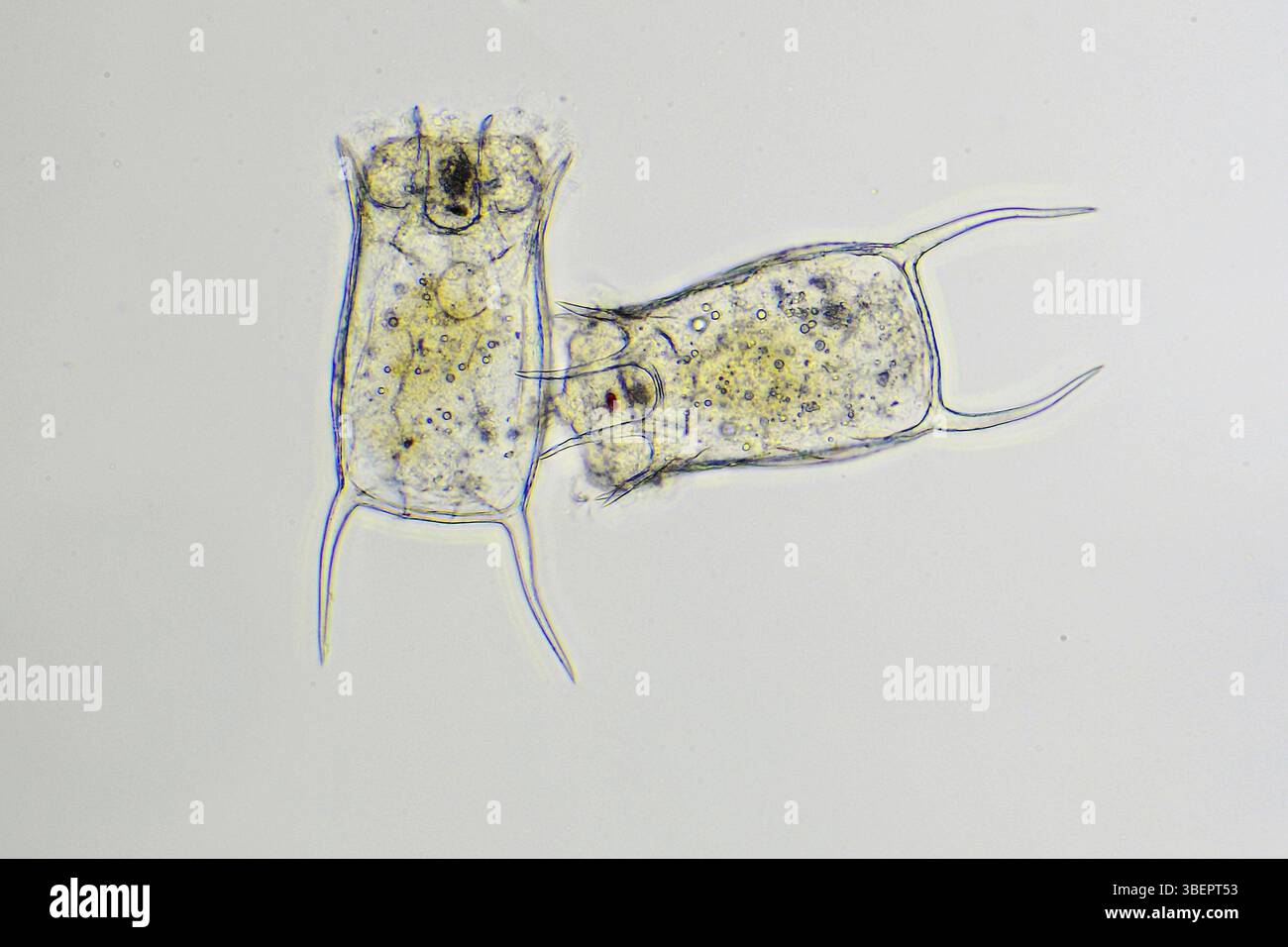 Rotifer Keratella (Keratella quadrata Stock Photo - Alamy