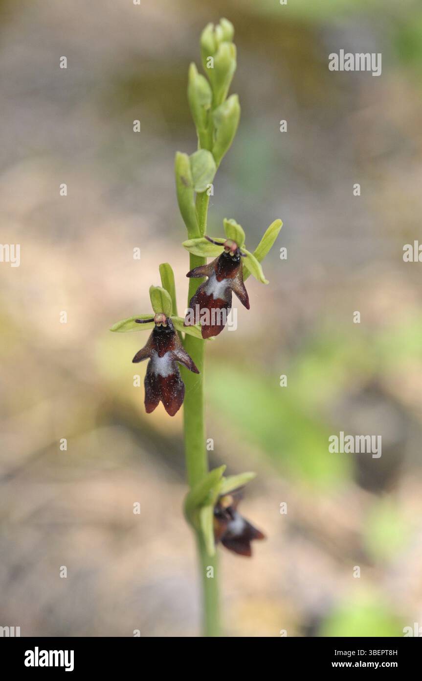 Fly orchid (Ophrys insectifera Stock Photo - Alamy