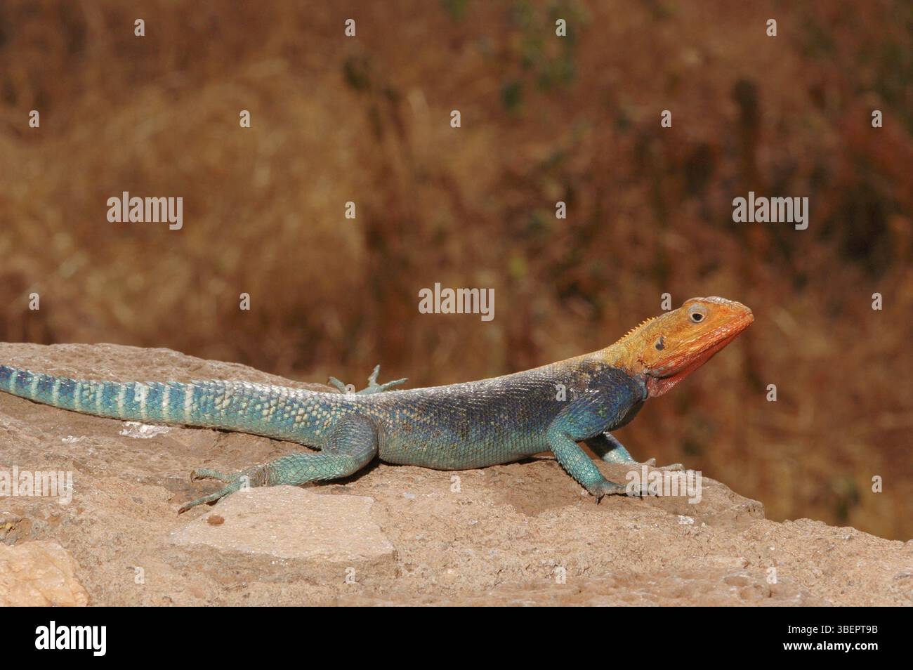 East African settler dragon (Agama lionotus lionotus Stock Photo - Alamy
