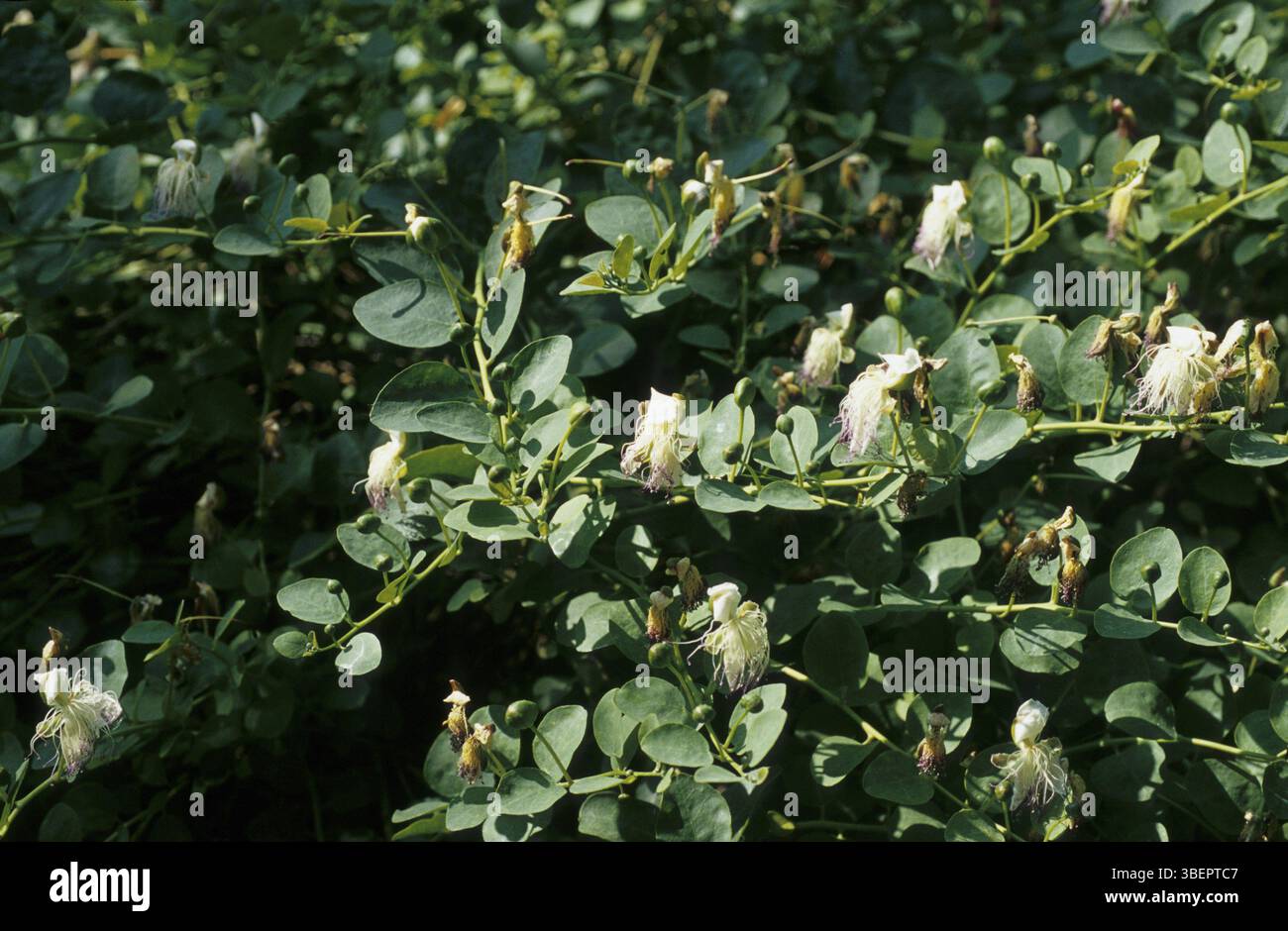 Capparis plant hi-res stock photography and images - Alamy
