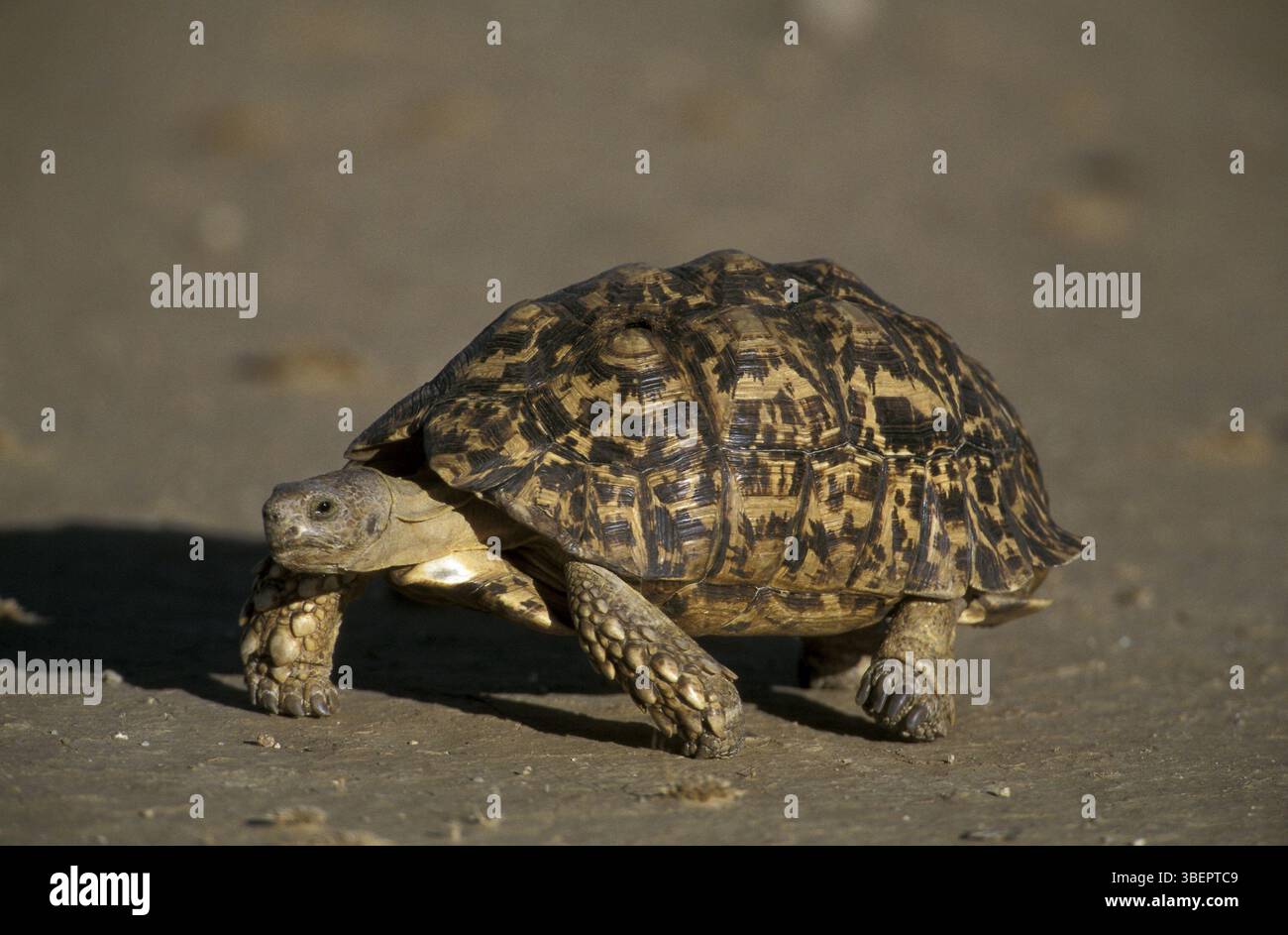 Panther tortoise (Geochelone pardalis Stock Photo - Alamy