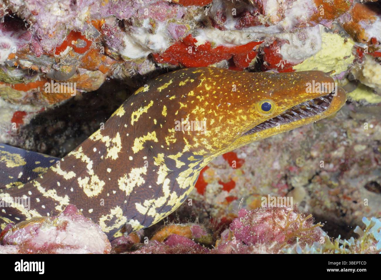 Tiger moray eel (Enchelycore anatina Stock Photo - Alamy