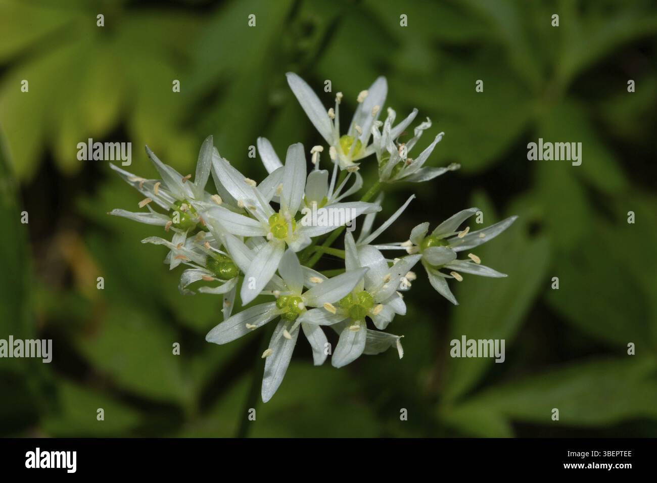 White inflorescence onion allium hi-res stock photography and images ...