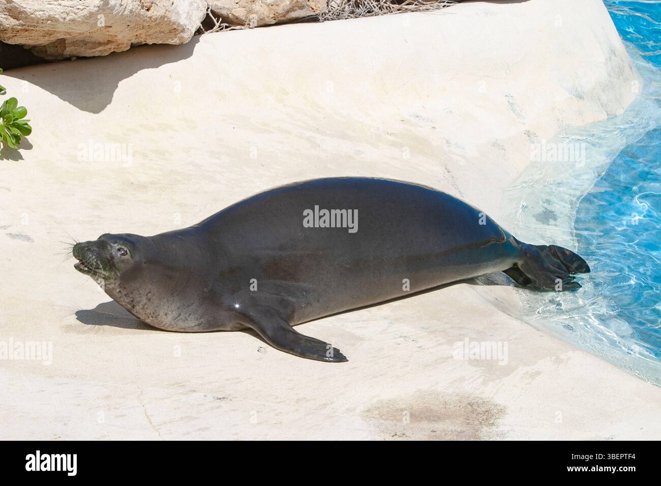 Hawaiian monk seal, Neomonachus schauinslandi (formerly Monachus ...