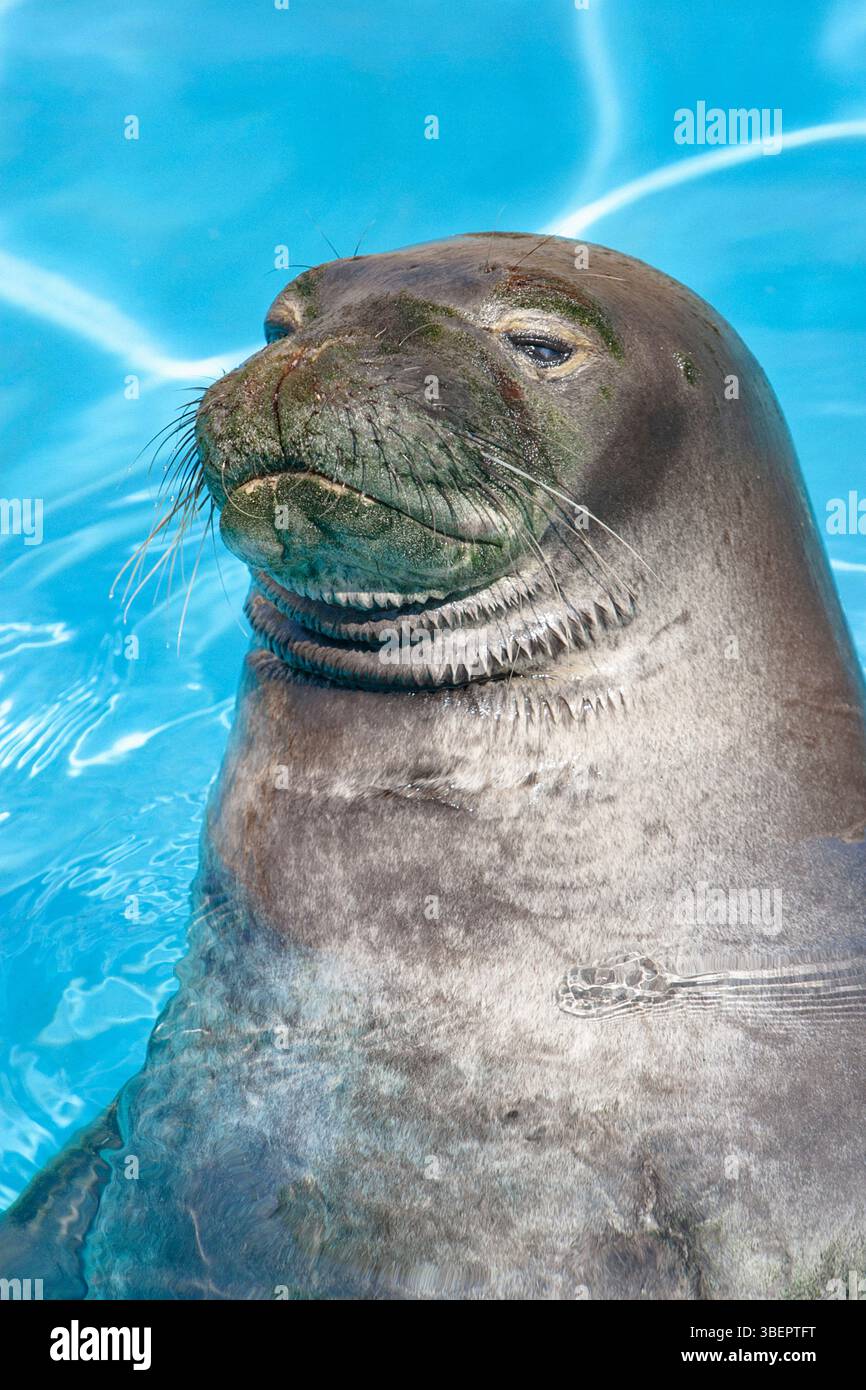 Hawaiian monk seal, Neomonachus schauinslandi (formerly Monachus ...