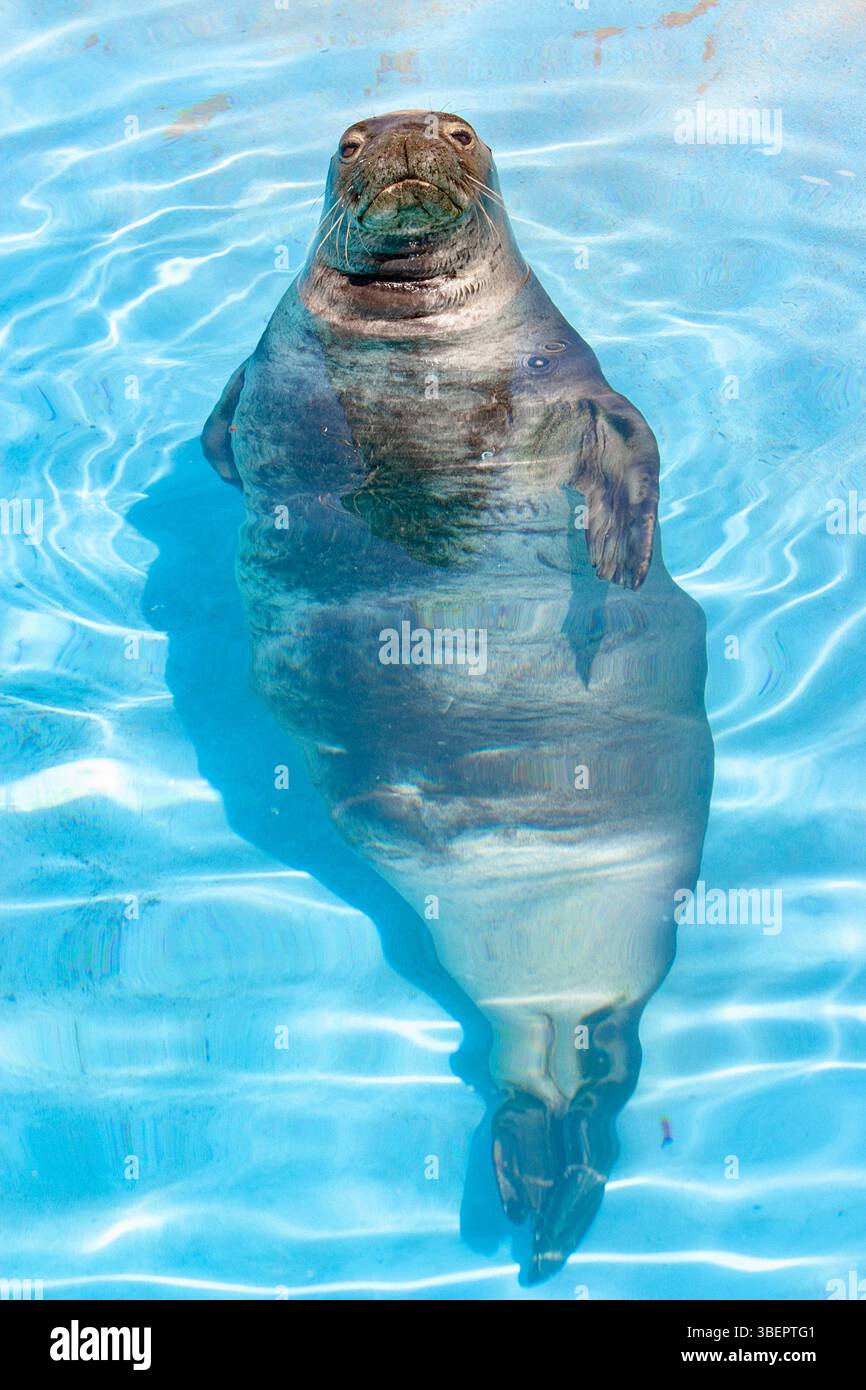 Hawaiian monk seal, Neomonachus schauinslandi (formerly Monachus ...