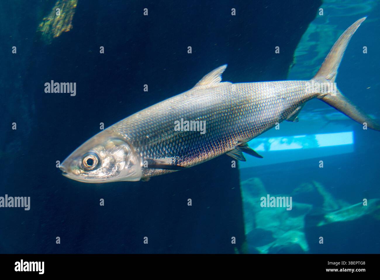 milkfish, Chanos chanos, Oahu, Hawaii, USA Stock Photo - Alamy