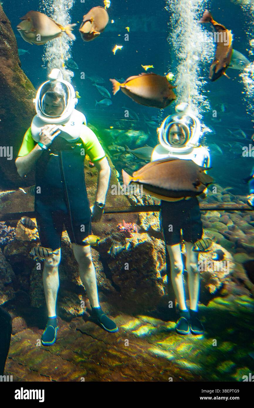 Sea Trek, snuba divers, snuba diving in a giant aquarium, Oahu, Hawaii ...