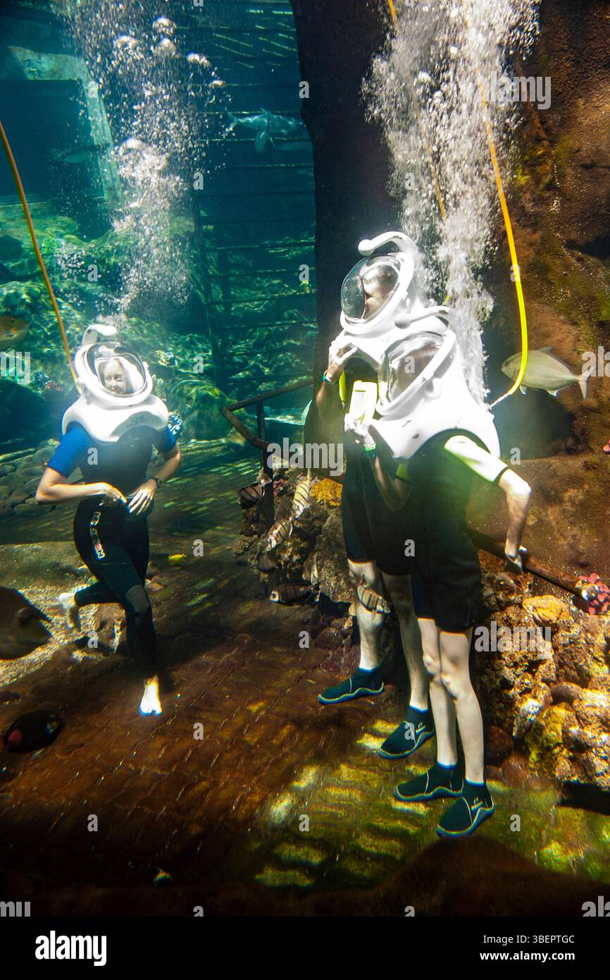Sea Trek, snuba divers, snuba diving in a giant aquarium, Oahu, Hawaii ...