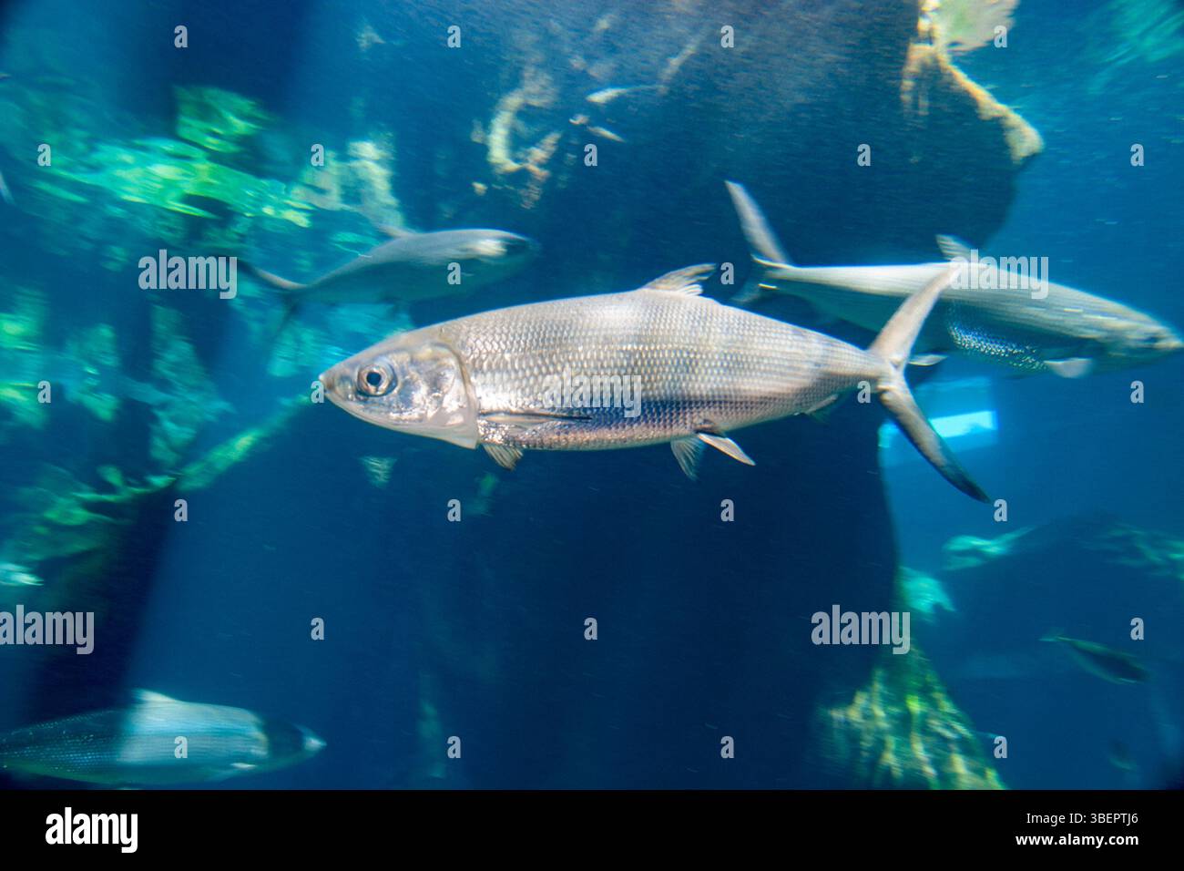 milkfish, Chanos chanos, Oahu, Hawaii, USA Stock Photo - Alamy