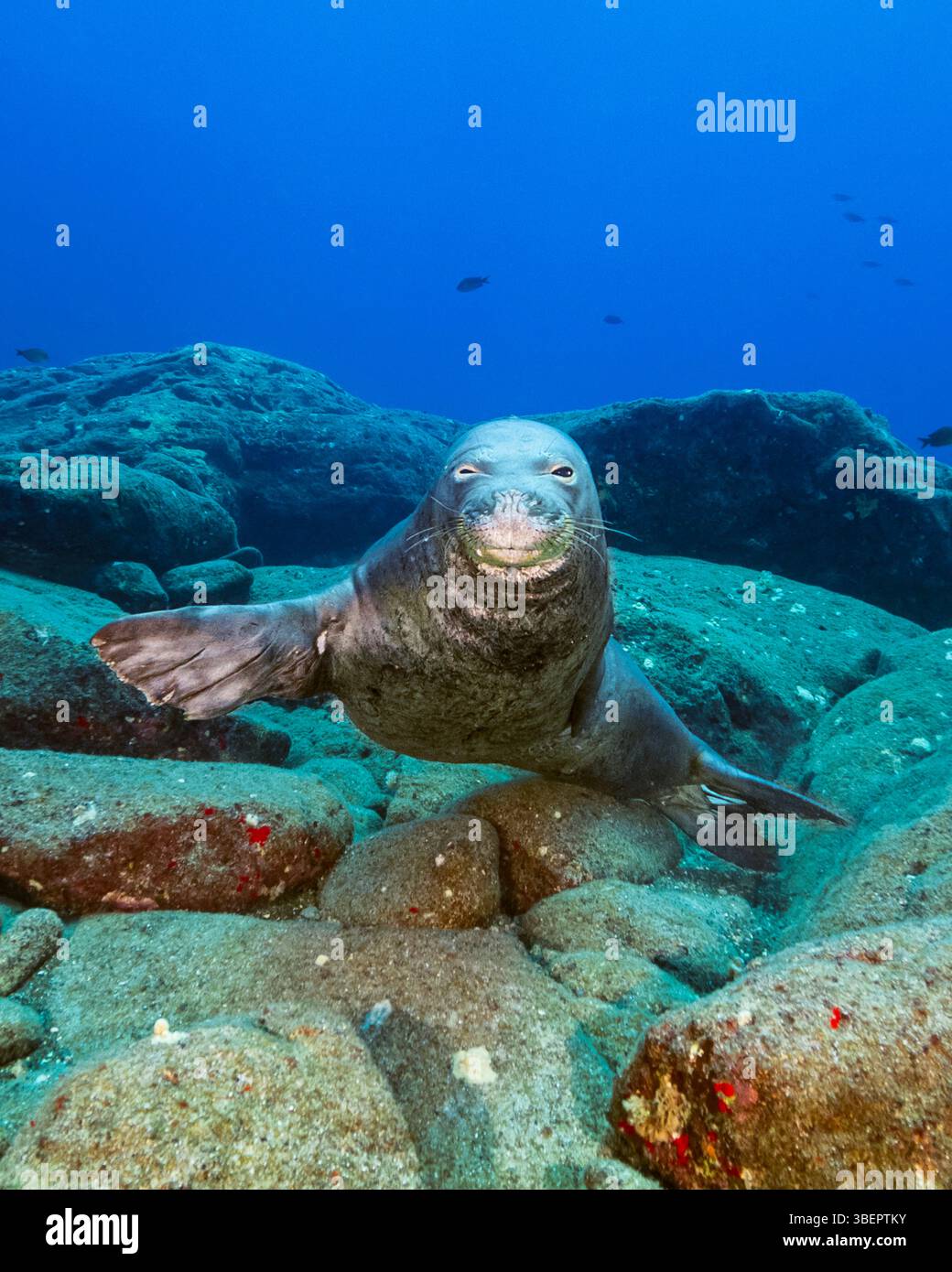 Hawaiian monk seal, Neomonachus schauinslandi (formerly Monachus ...
