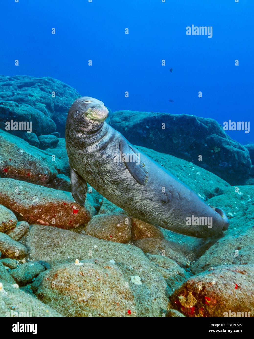 Hawaiian monk seal, Neomonachus schauinslandi (formerly Monachus ...