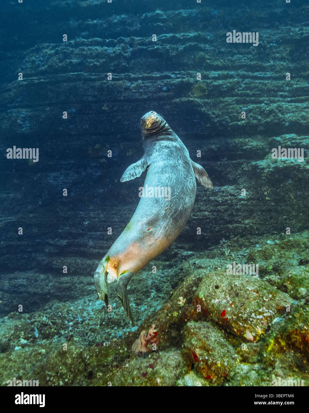 Hawaiian monk seal, Neomonachus schauinslandi (formerly Monachus ...