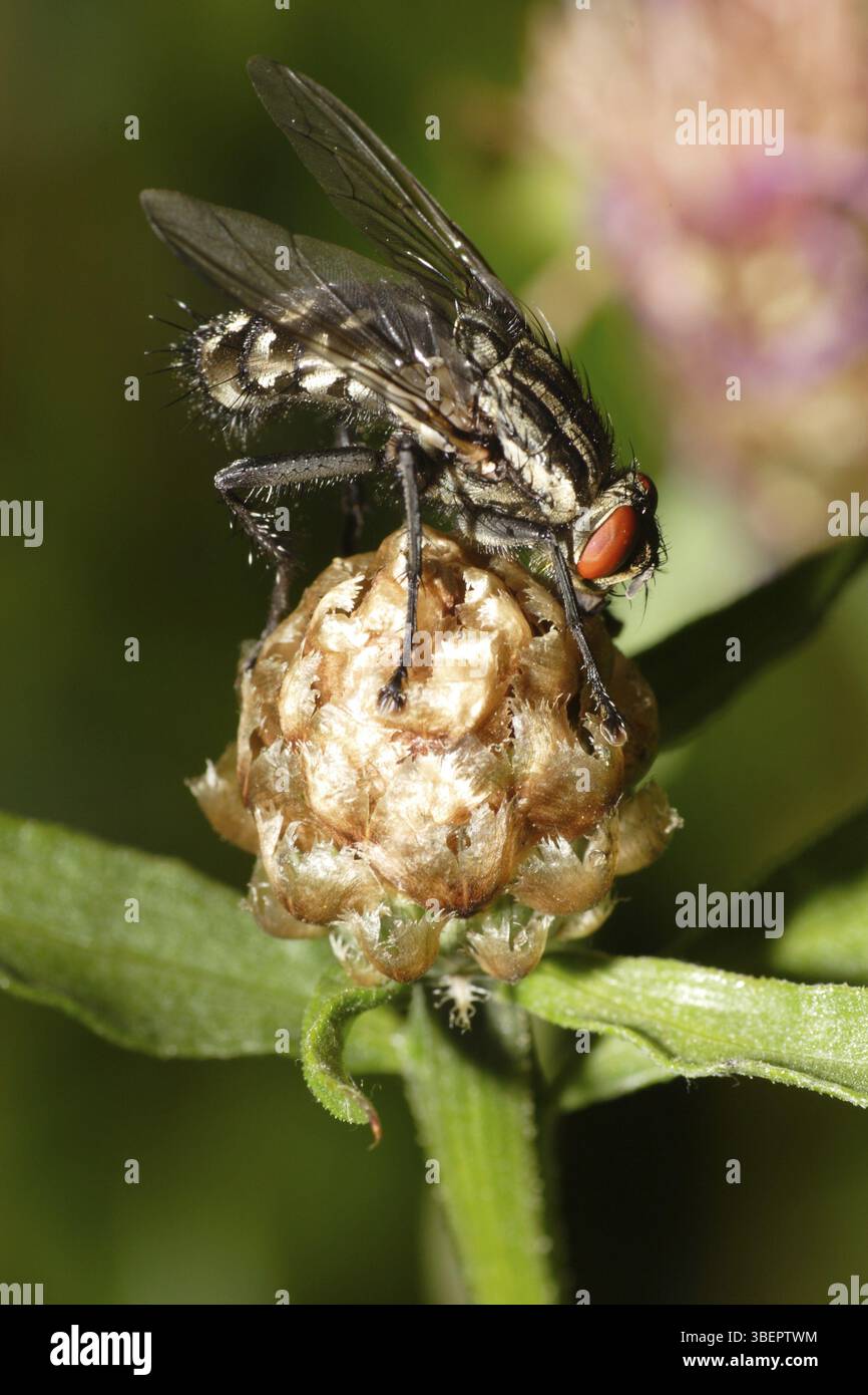 Sarcophaga spec hi-res stock photography and images - Alamy