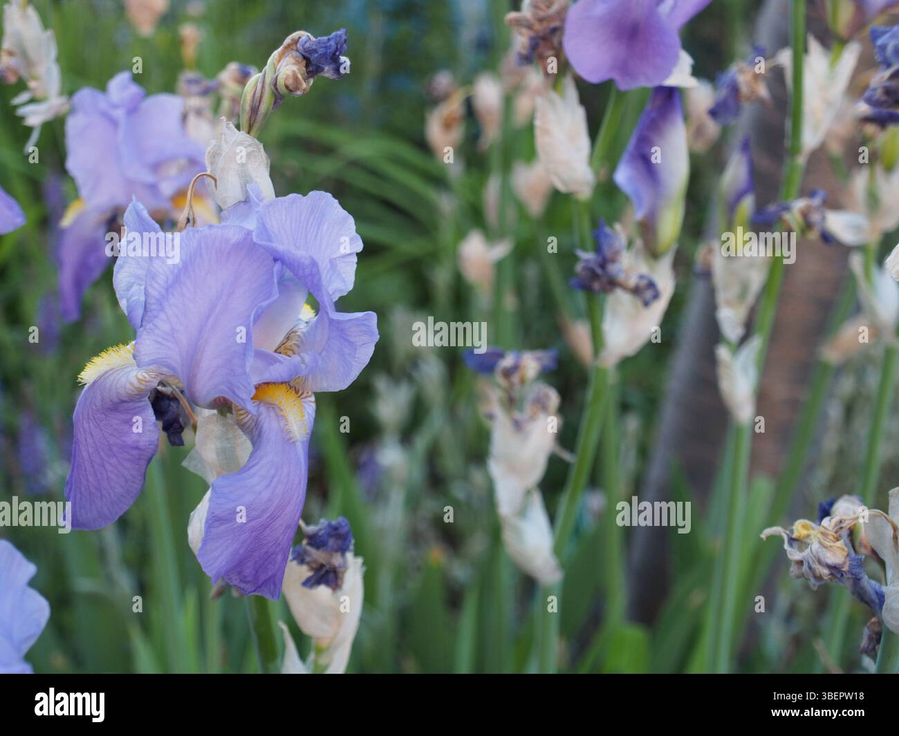 Sweet iris hi-res stock photography and images - Alamy