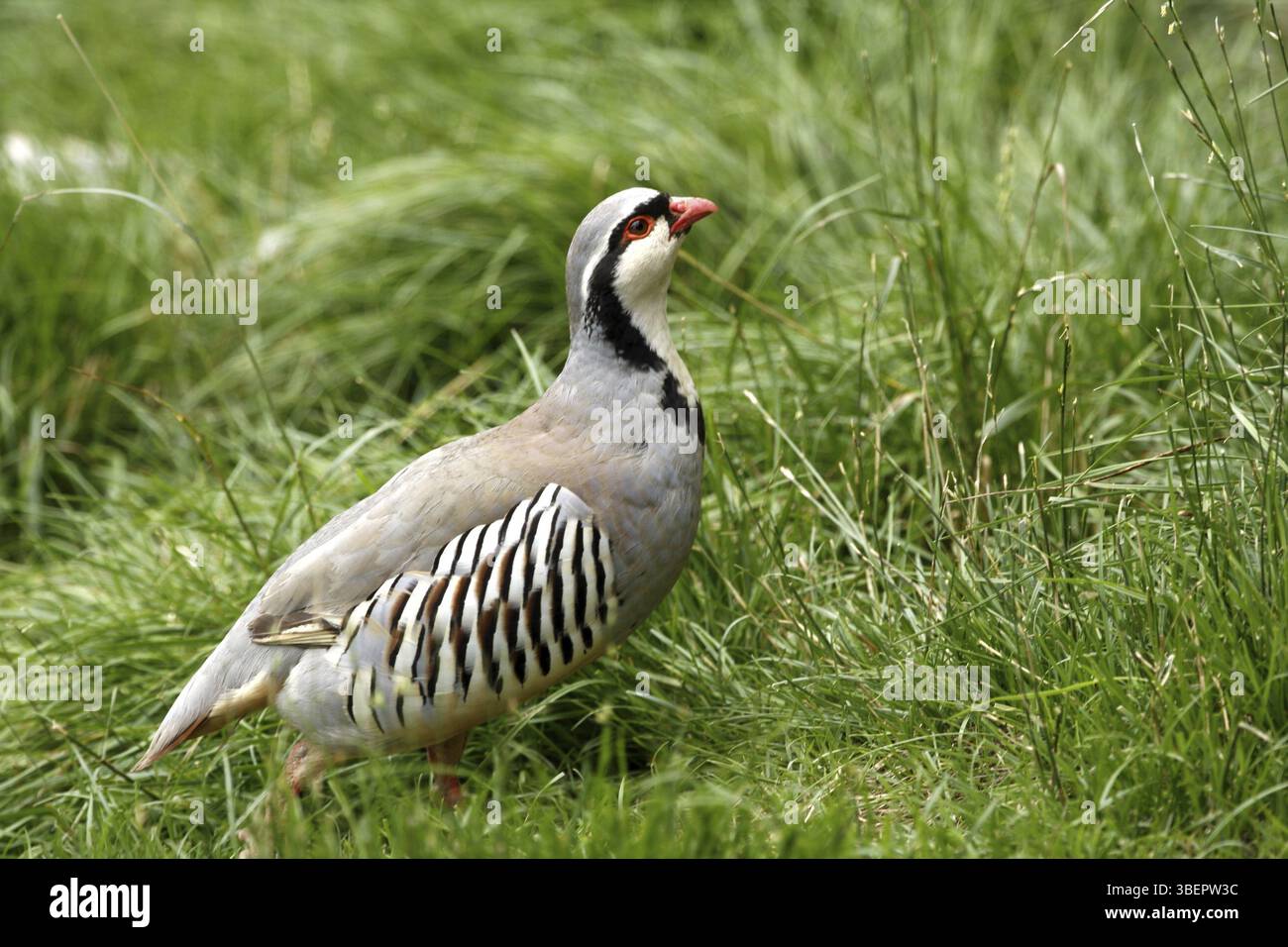 Rock partridge (Alectoris graeca Stock Photo - Alamy