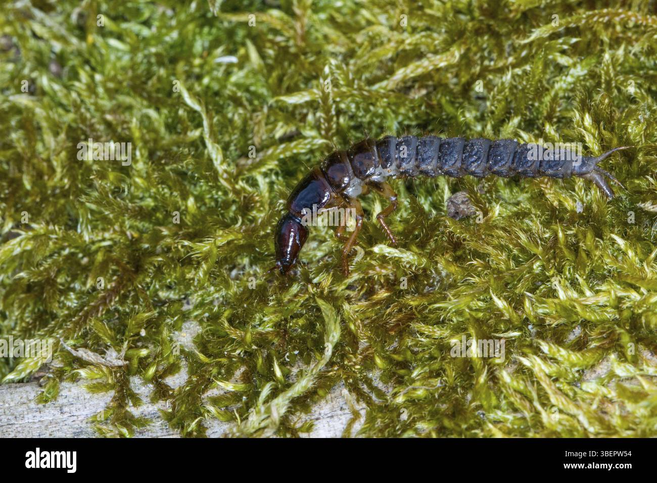 Ground beetle - larva (Carabidae Stock Photo - Alamy