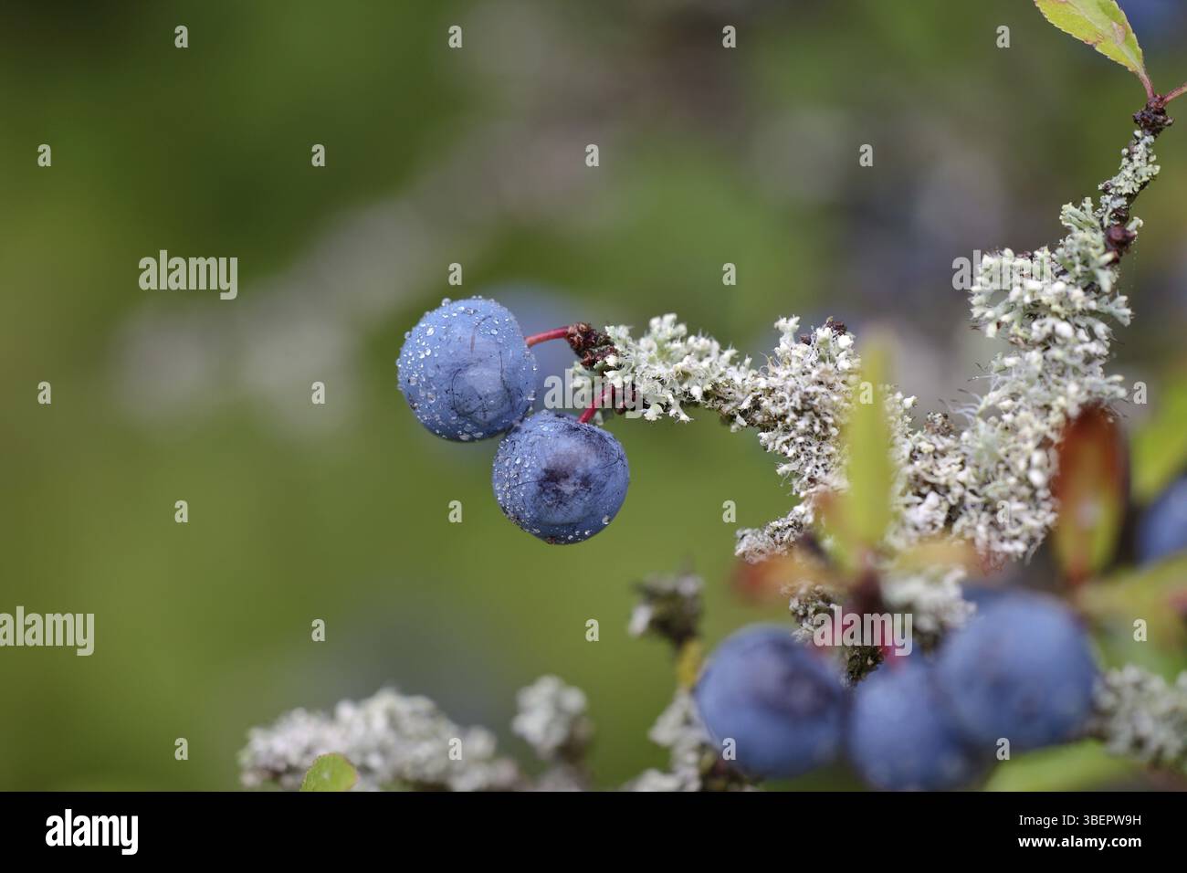 Sloe fruit (Prunus spinosa Stock Photo - Alamy