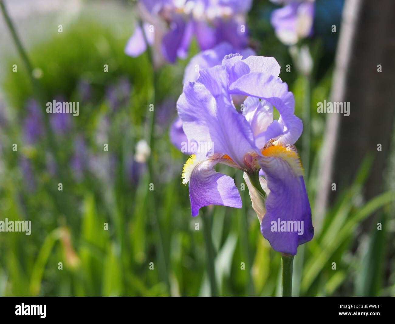 Sweet iris hi-res stock photography and images - Alamy