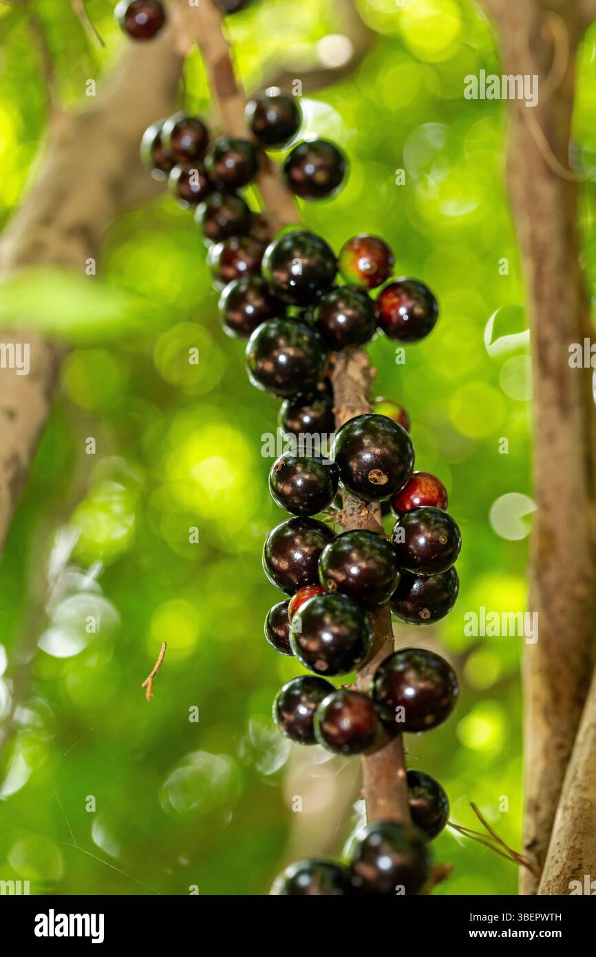Jabuticaba Tree at Amatlán, Morelos, Mexico Stock Photo - Alamy