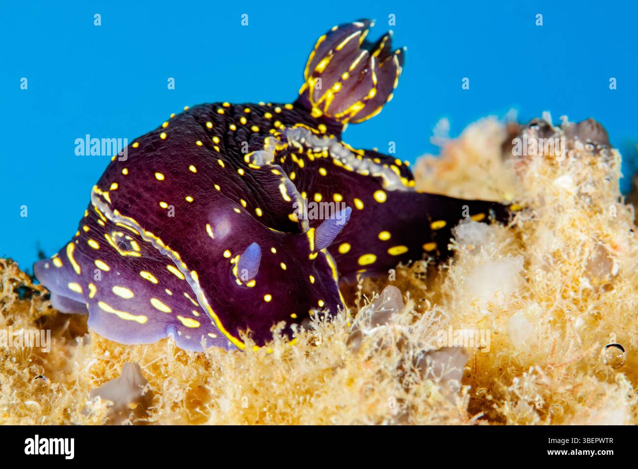 Nudibranch (Hypselodoris picta azorica). This subspecies is known only ...