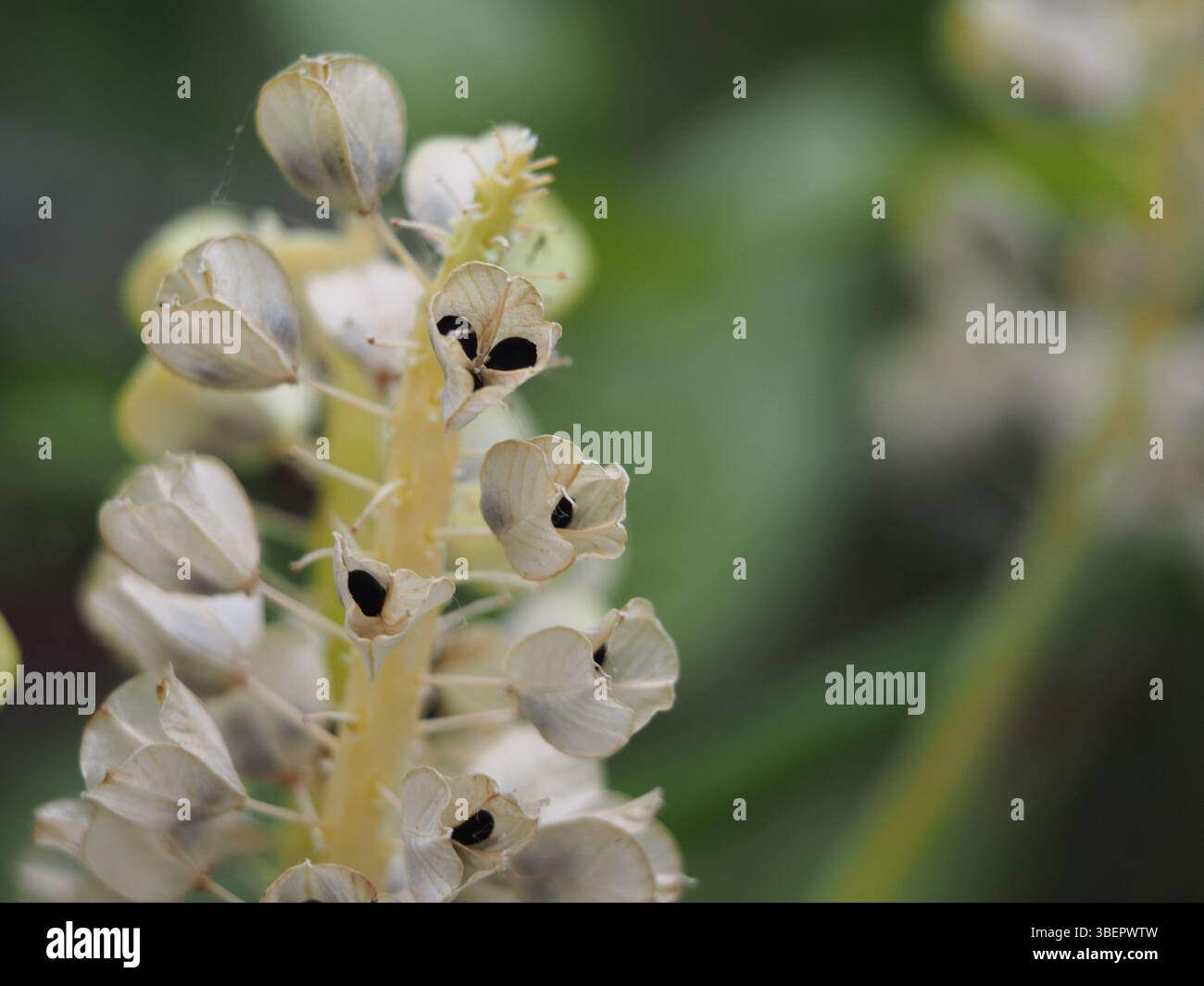Isolated close-up of seedpods and seeds of a purple grape hyacinth ...