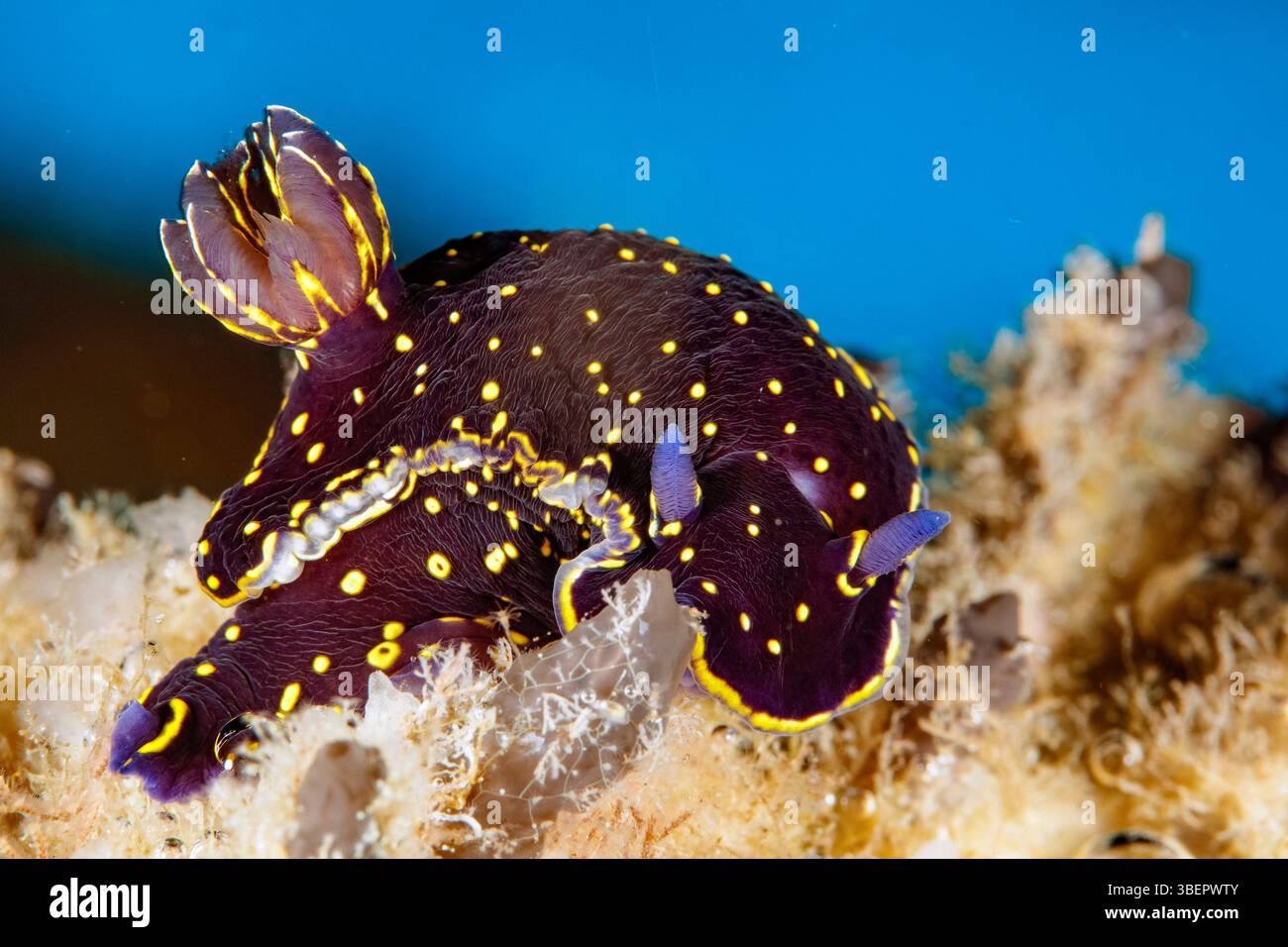 Nudibranch (Hypselodoris picta azorica). This subspecies is known only ...