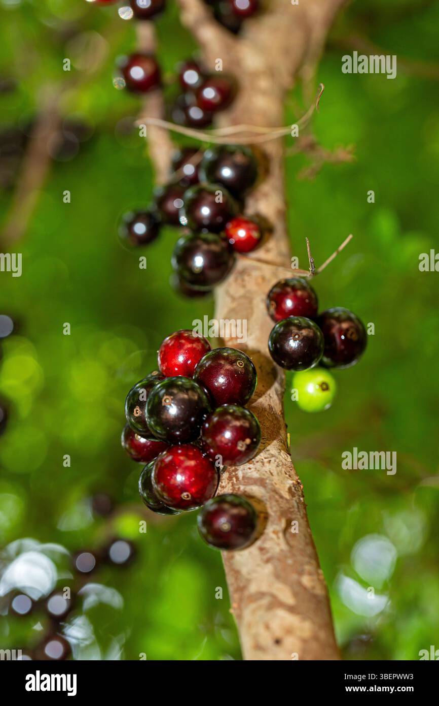 Jabuticaba Tree at Amatlán, Morelos, Mexico Stock Photo - Alamy