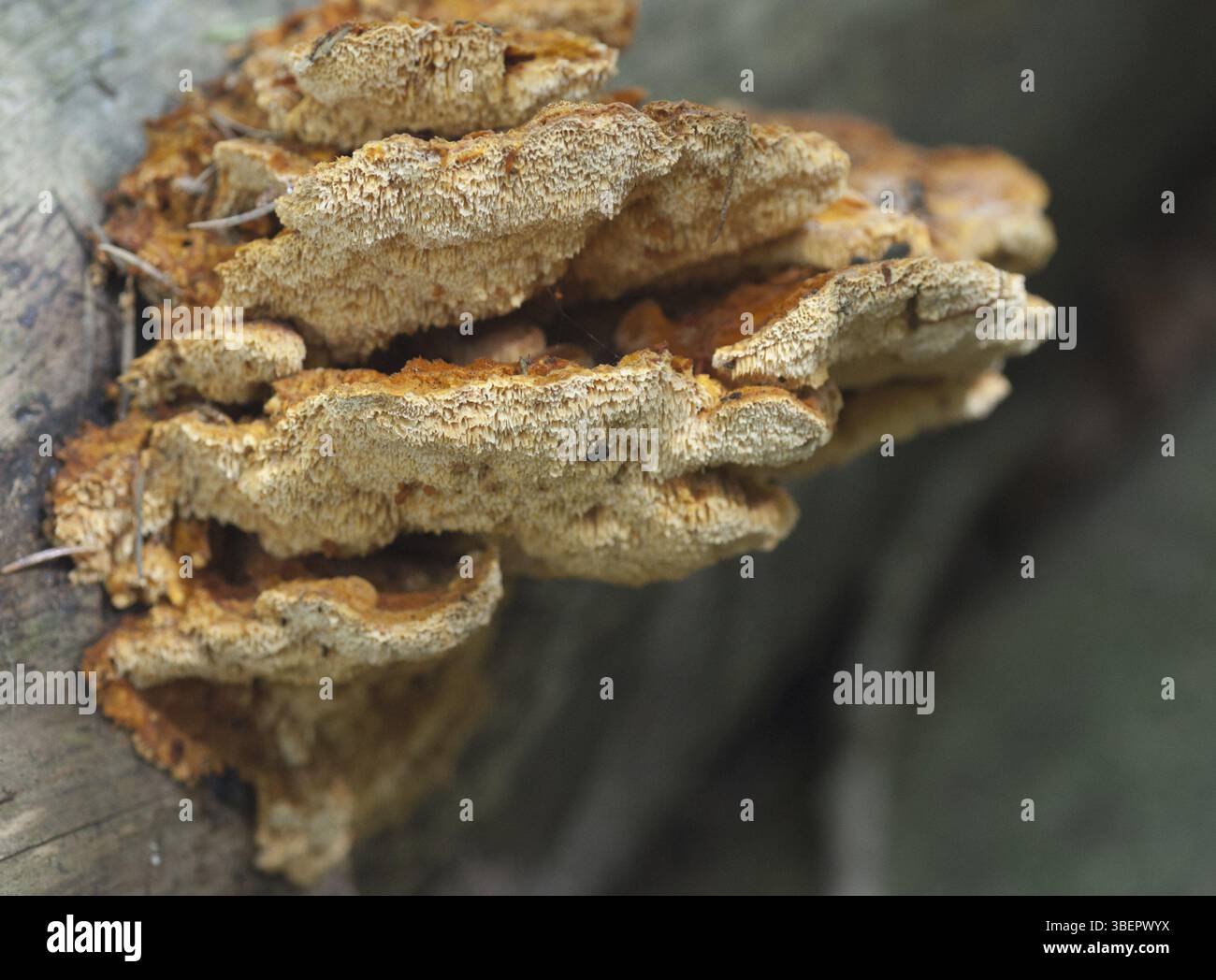Shining soft pore fungus (Pycnoporellus fulgens Stock Photo - Alamy