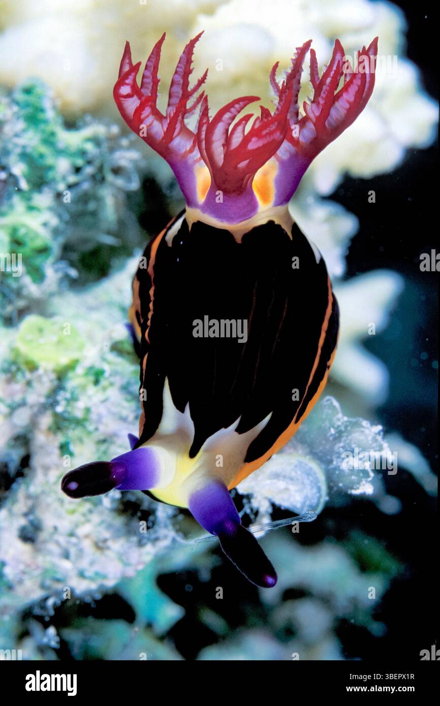 nudibranch or sea slug, Nembrotha megalocera, Egypt, Red Sea Stock ...