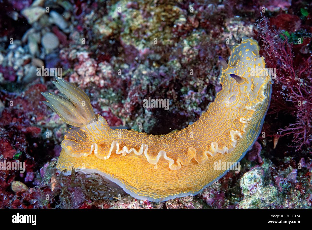 sea goddess nudibranch, Hypselodoris picta, Sardegna Island, Italy, W ...