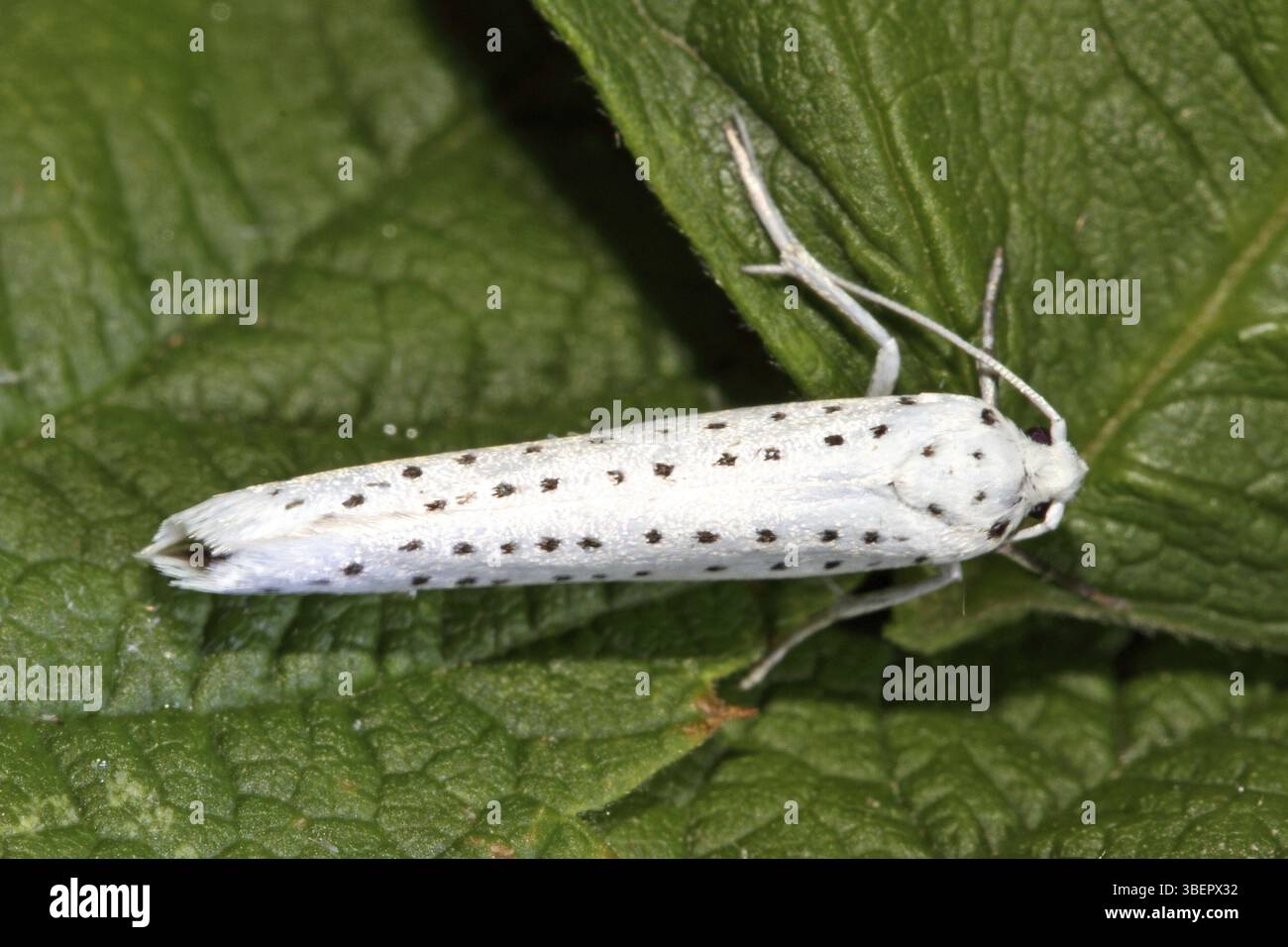 Weeping cherry spider moth (Yponomeuta evonymella Stock Photo - Alamy