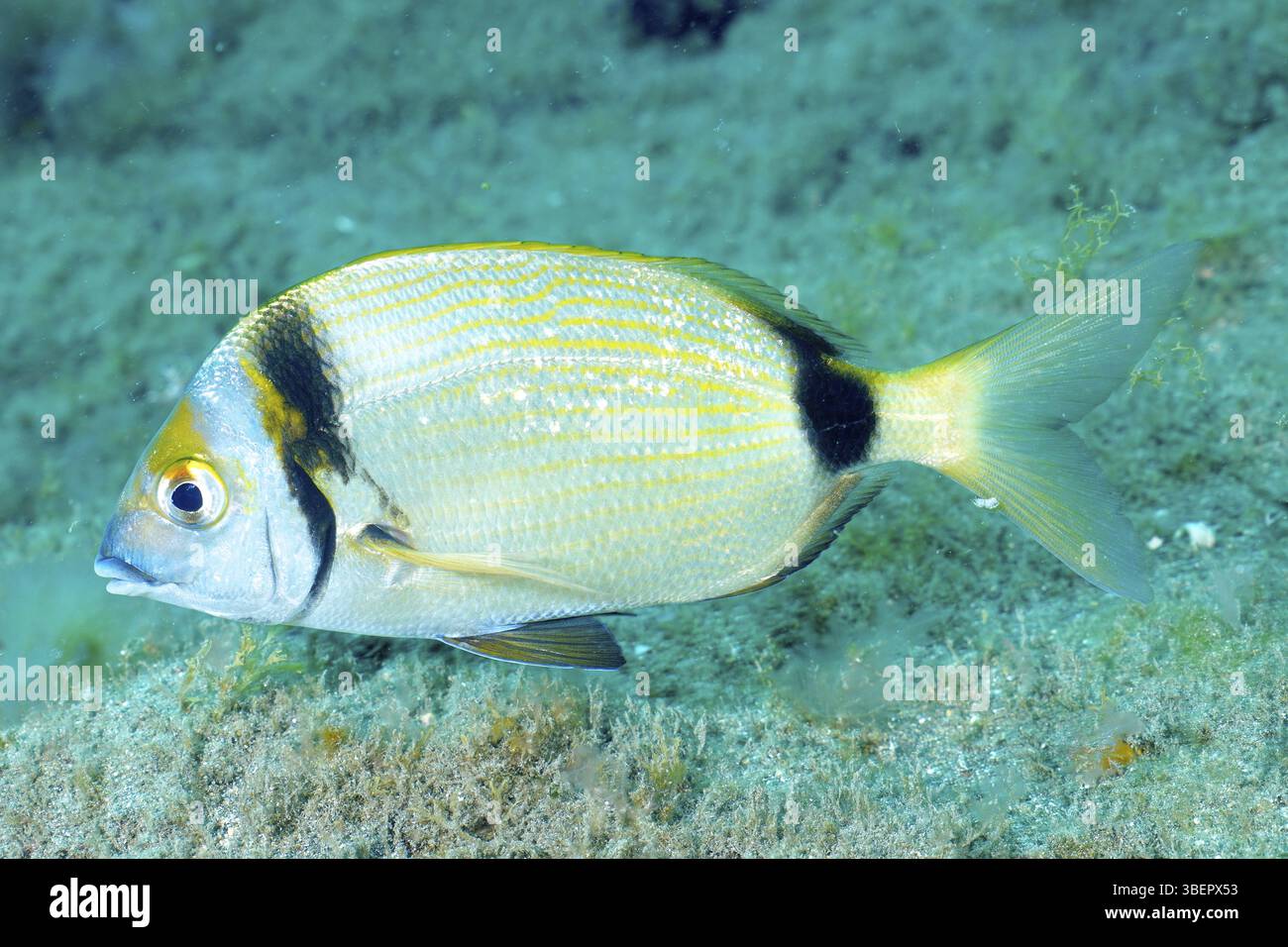 Diplodus vulgaris two banded hi-res stock photography and images - Alamy