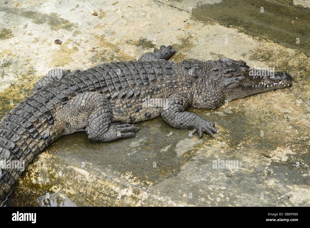 Philippine crocodile at the PWRCC breeding centre (Crocodylus ...