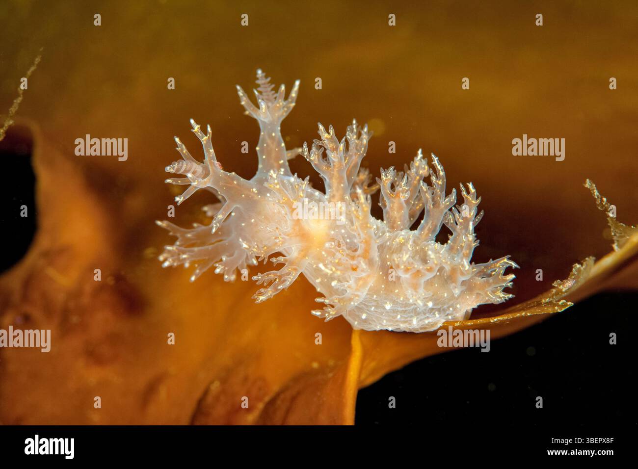 Nudibranch, (Dendronotus frondosus), Arctic circle Dive Center, White ...