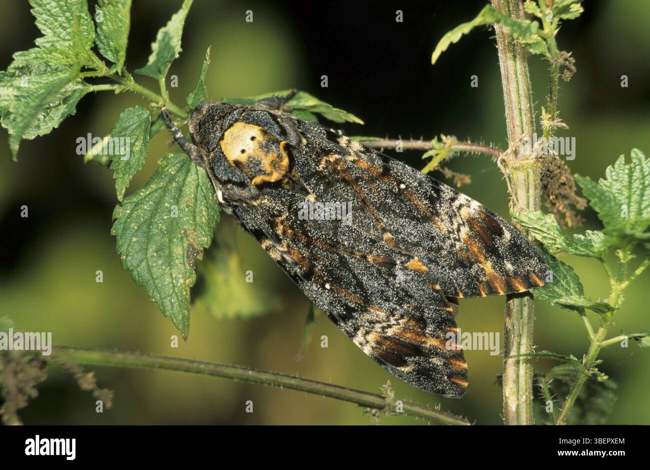 Death head hawk moth hi-res stock photography and images - Alamy