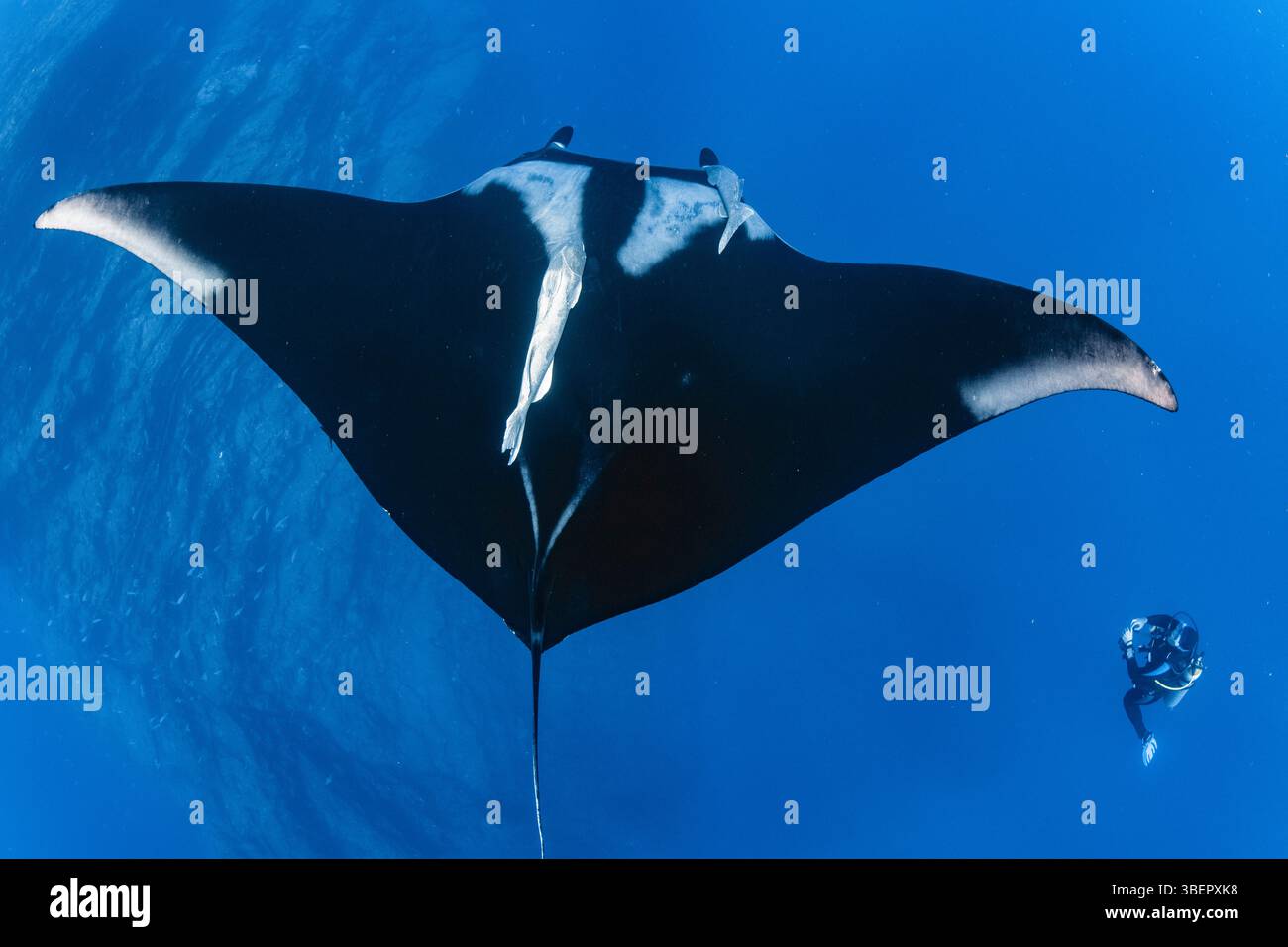 giant oceanic manta ray, Manta birostris, with common remora, Remora ...