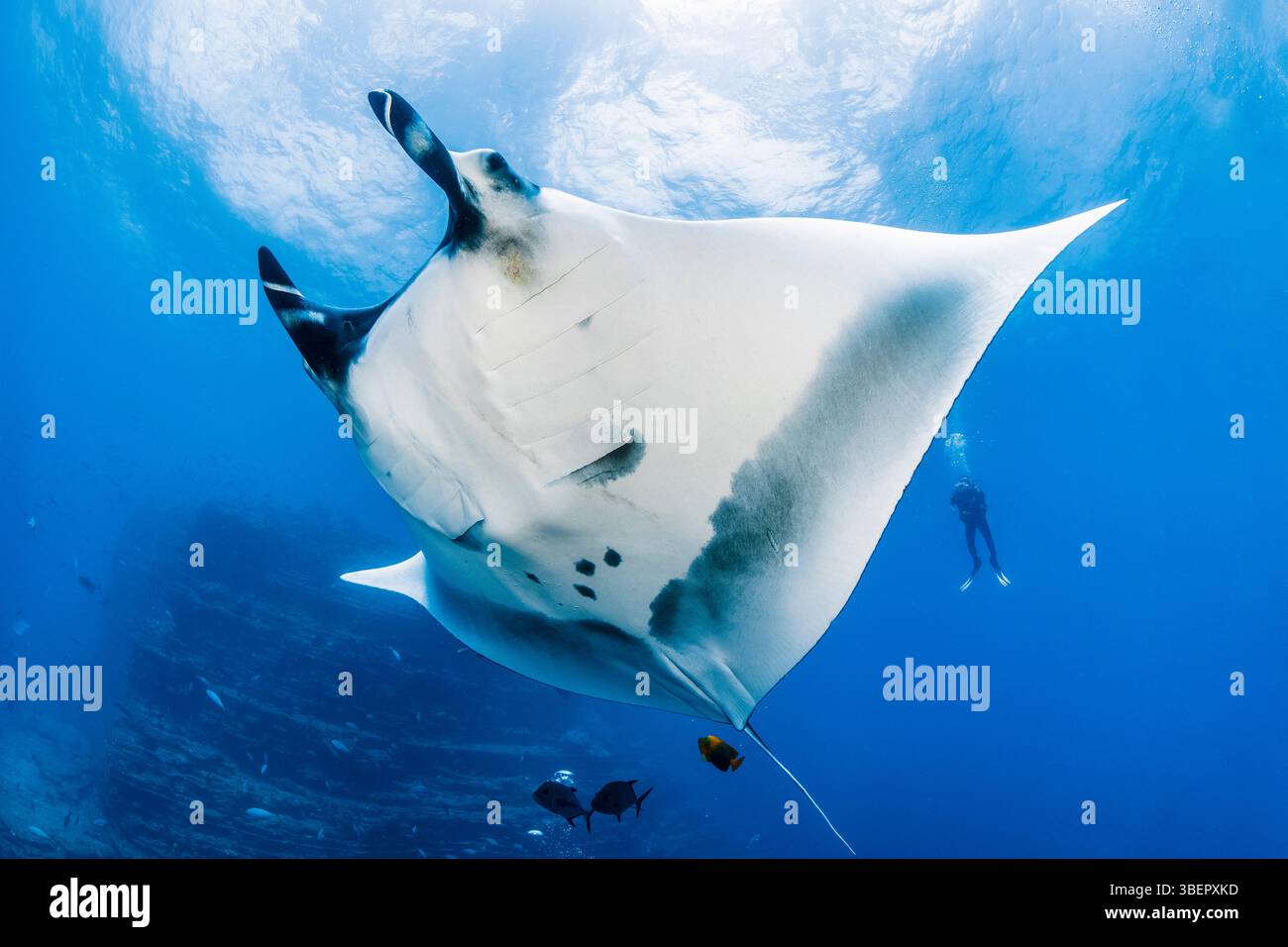 giant oceanic manta ray, Manta birostris, and scuba diver, San ...