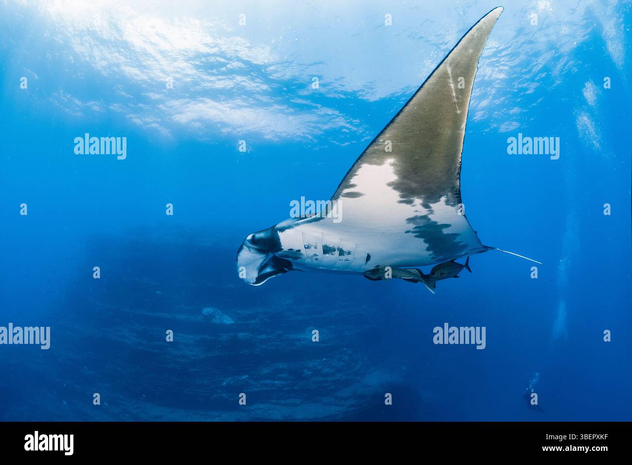 giant oceanic manta ray, Manta birostris, with common remora, Remora ...