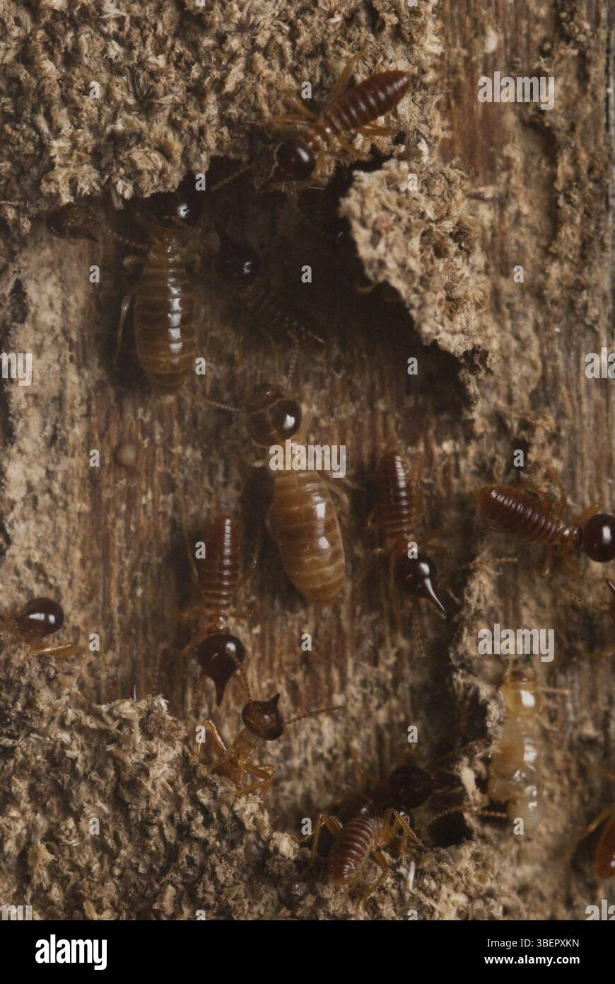 Termites in the corridor (Termitidae Stock Photo - Alamy