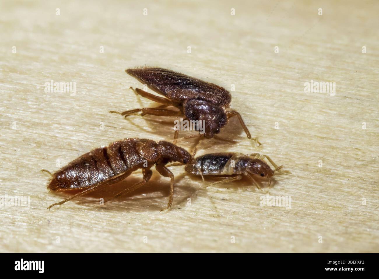 Animal insect cimex lectularius hi-res stock photography and images - Alamy