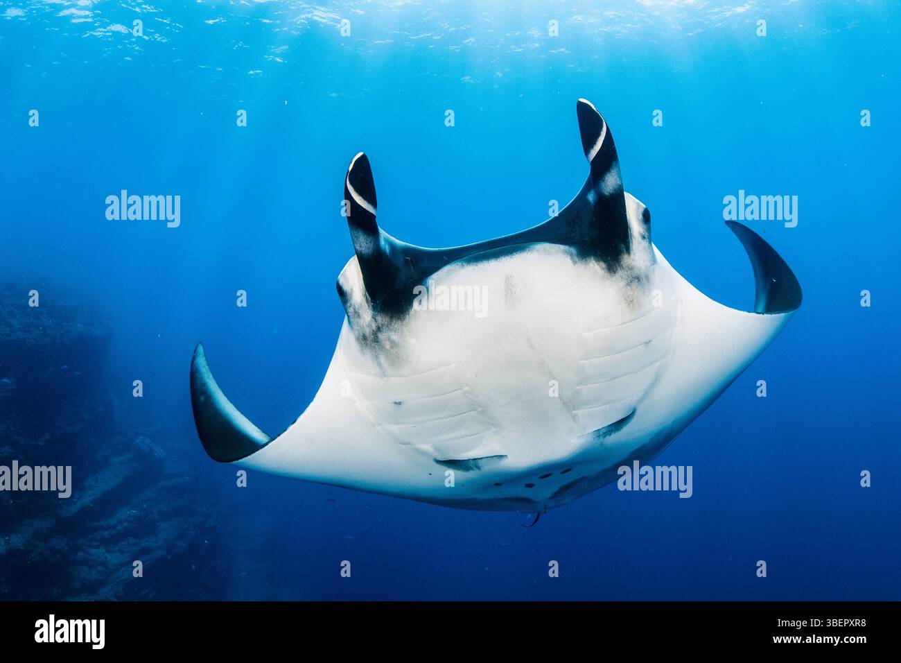 giant oceanic manta ray, Manta birostris, San Benedicto, Revillagigedo ...