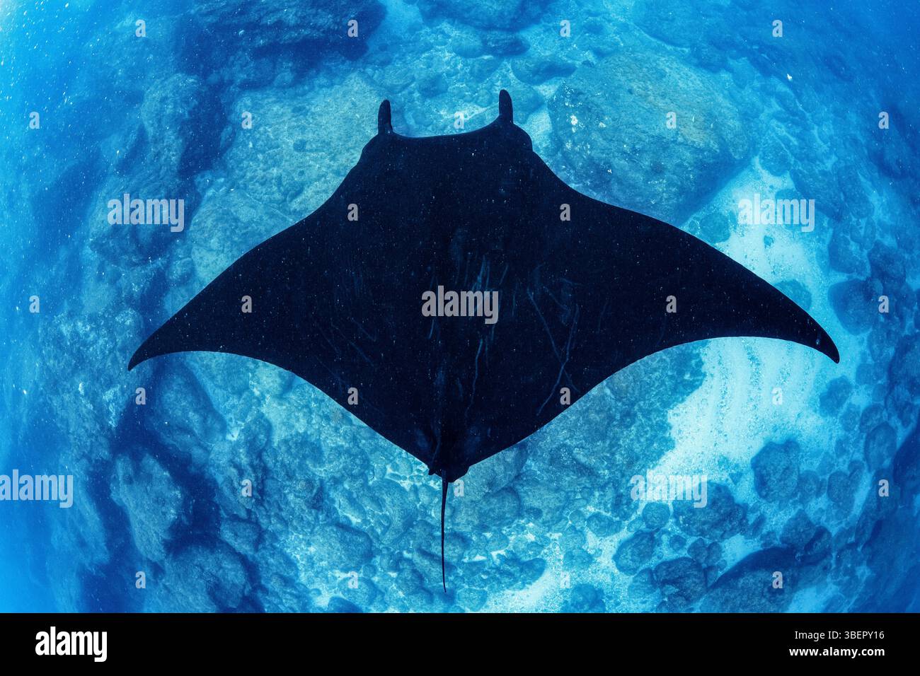 giant oceanic manta ray, Manta birostris, black color morph, San ...