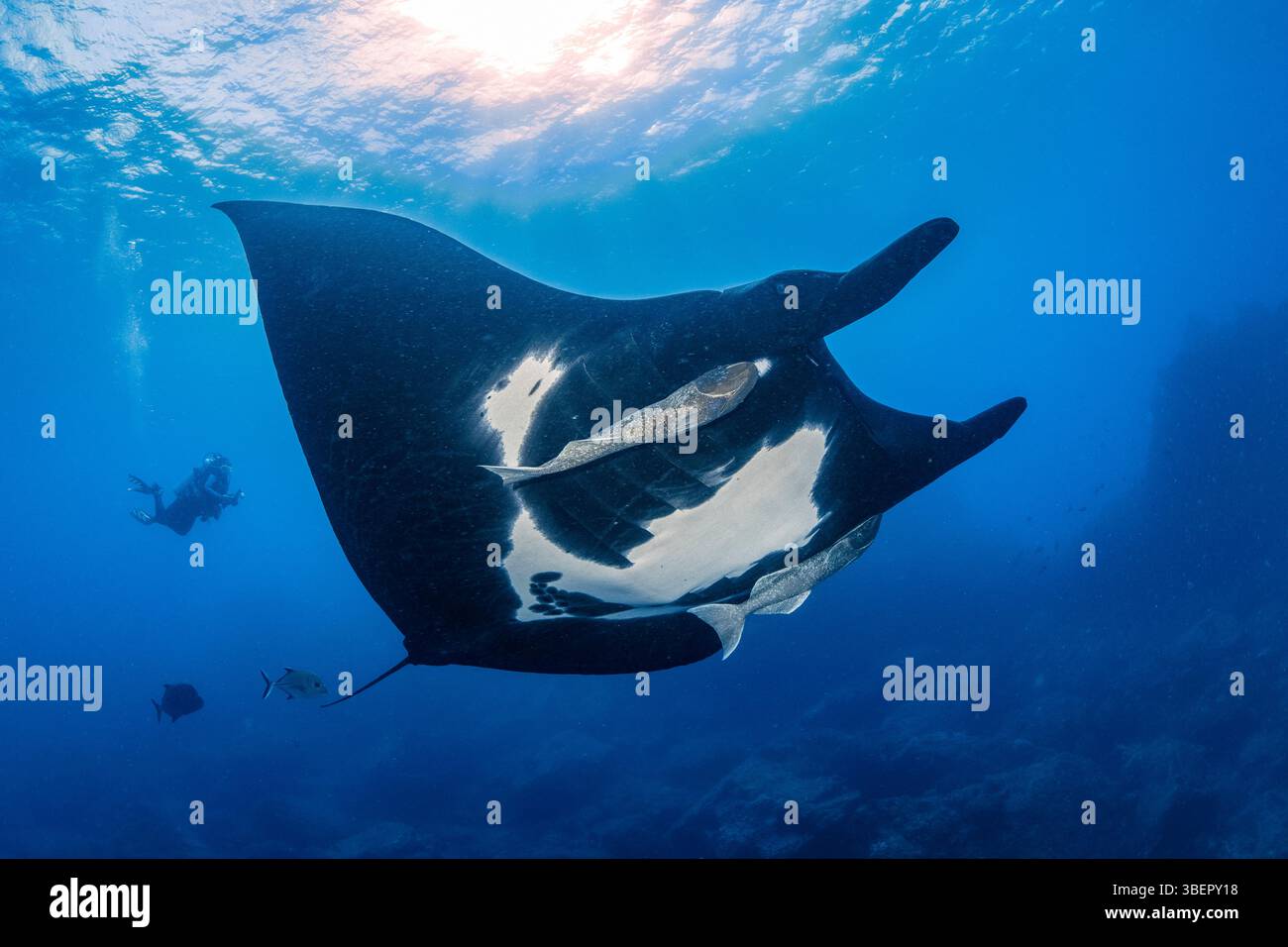 giant oceanic manta ray, Manta birostris, black color morph, with ...